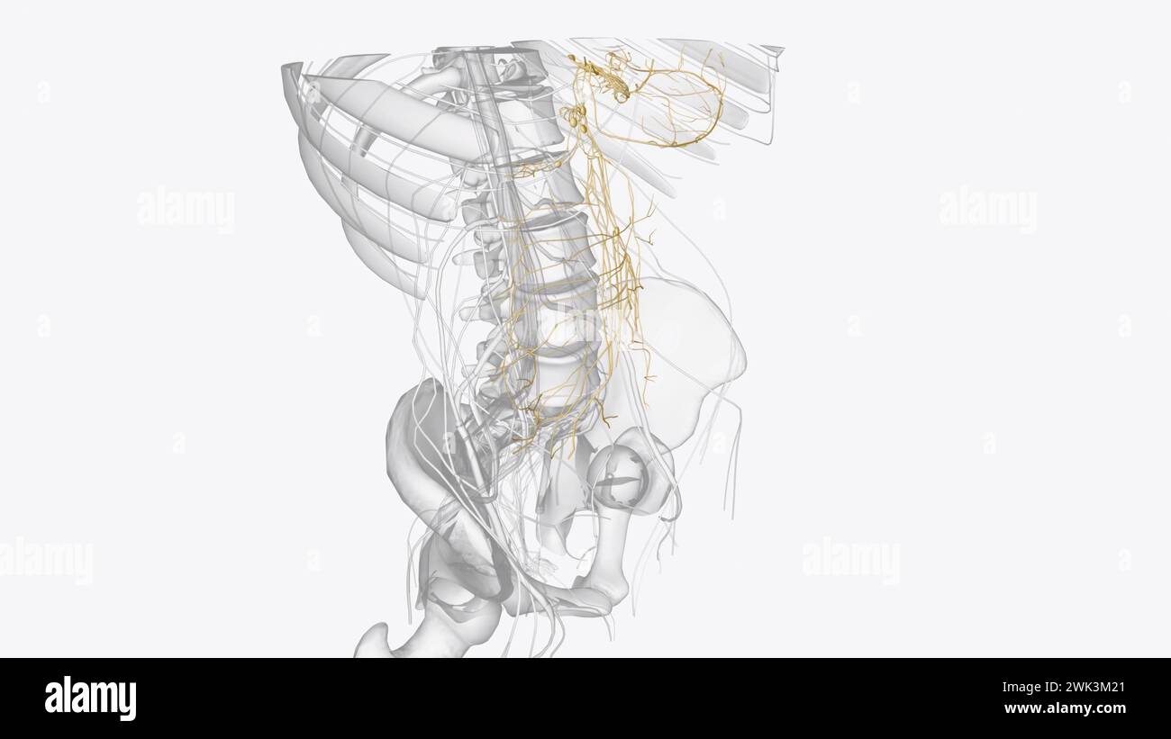 Autonomic neuron hi-res stock photography and images - Alamy