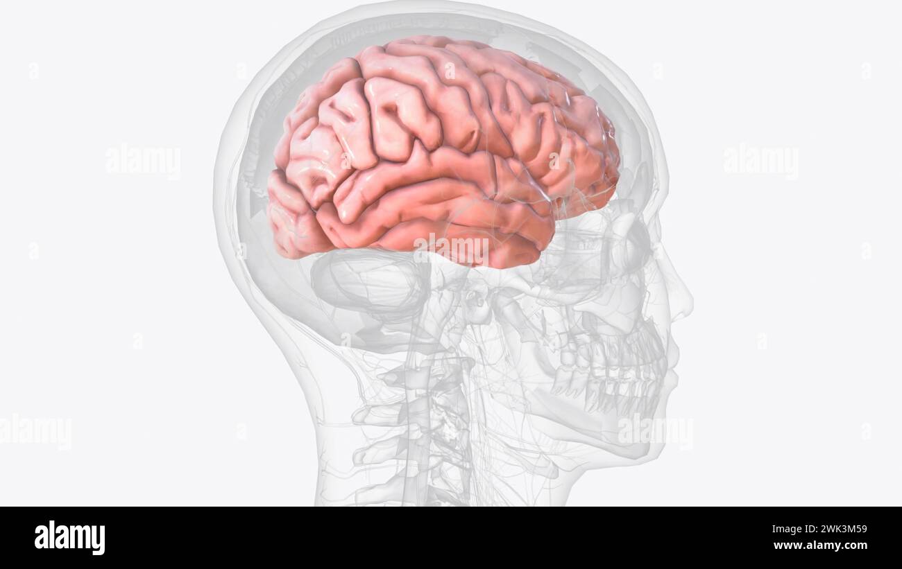 The Cerebral Cortex Also Known As The Cerebral Mantle Is The Outer Layer Of Neural Tissue Of