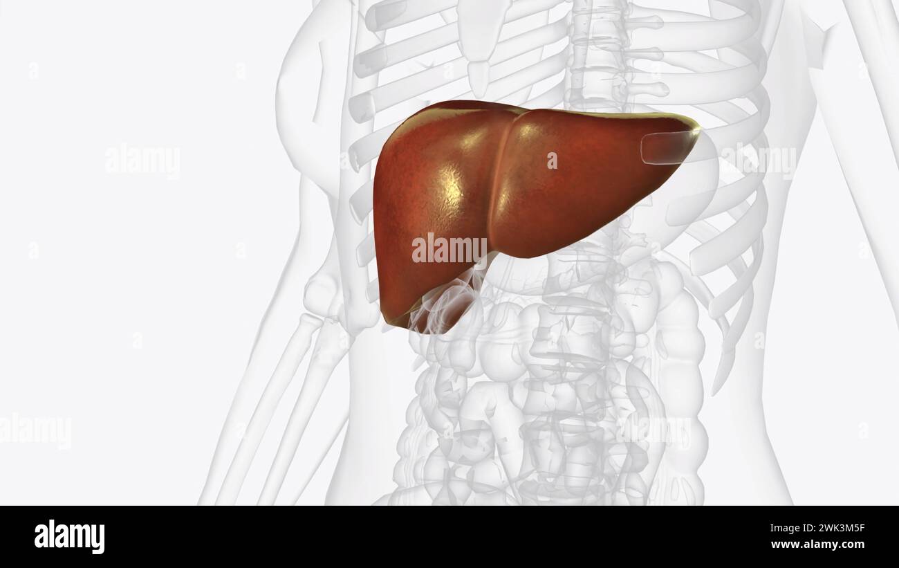 Digestive system functions hi-res stock photography and images - Alamy