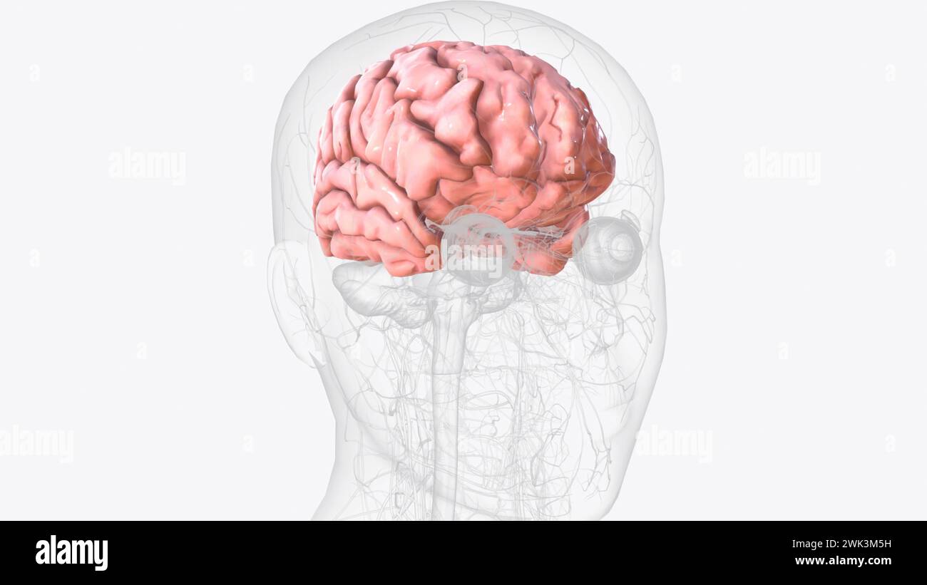 The Cerebral Cortex Also Known As The Cerebral Mantle Is The Outer Layer Of Neural Tissue Of