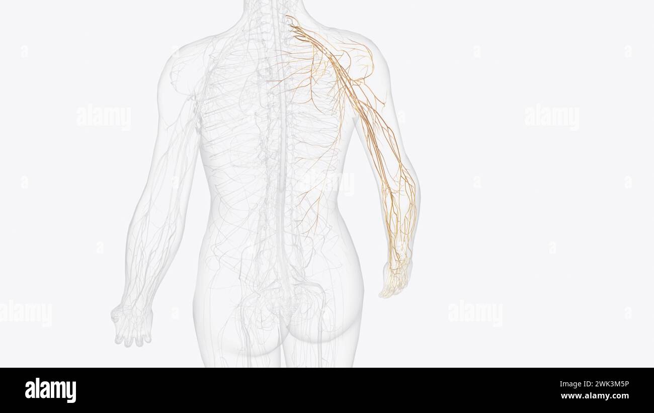 Upper limb nerve hi-res stock photography and images - Alamy