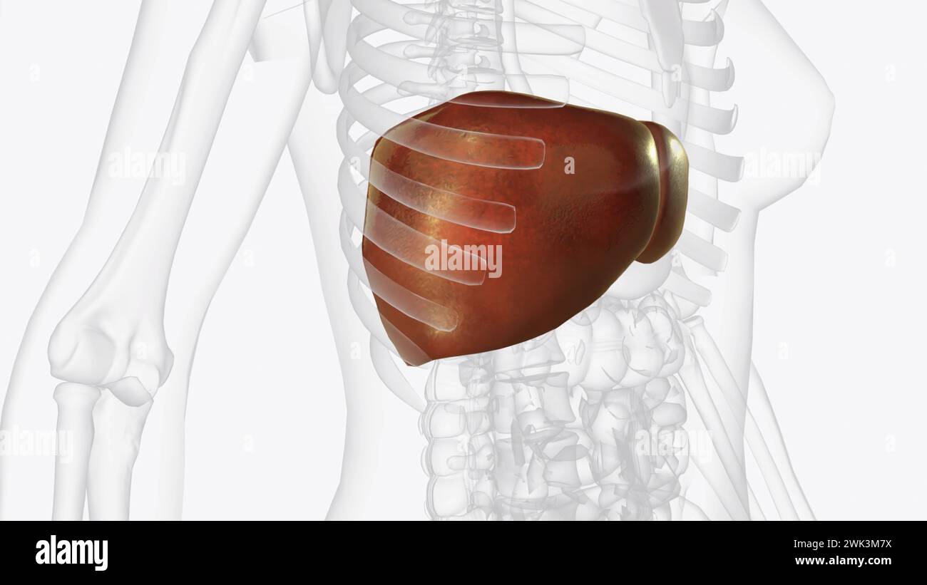 The liver is a large organ in the abdomen that performs many important ...