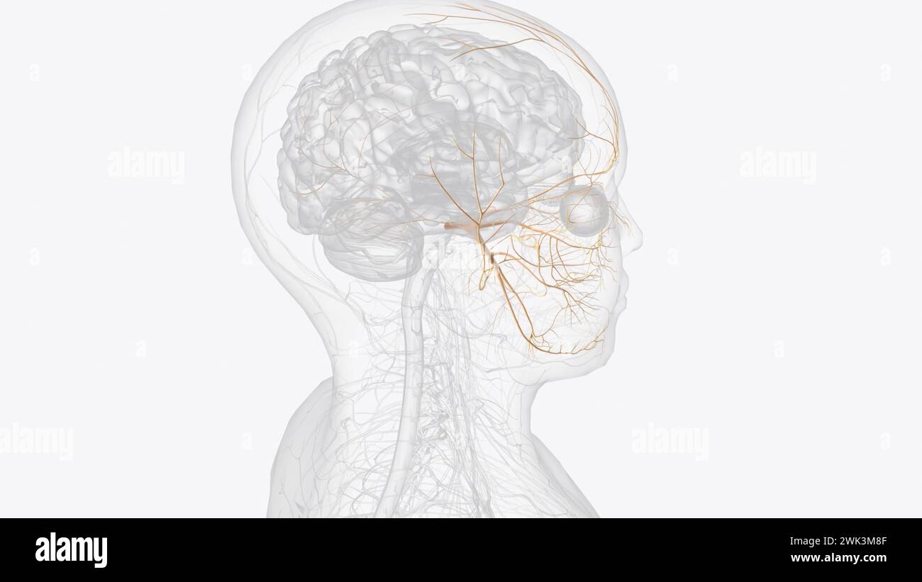 Trigeminal nerve pain hi-res stock photography and images - Alamy