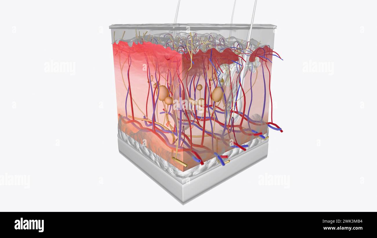 The dermis is a connective tissue layer sandwiched between the ...