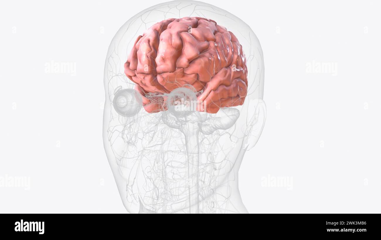 The Cerebral Cortex Also Known As The Cerebral Mantle Is The Outer