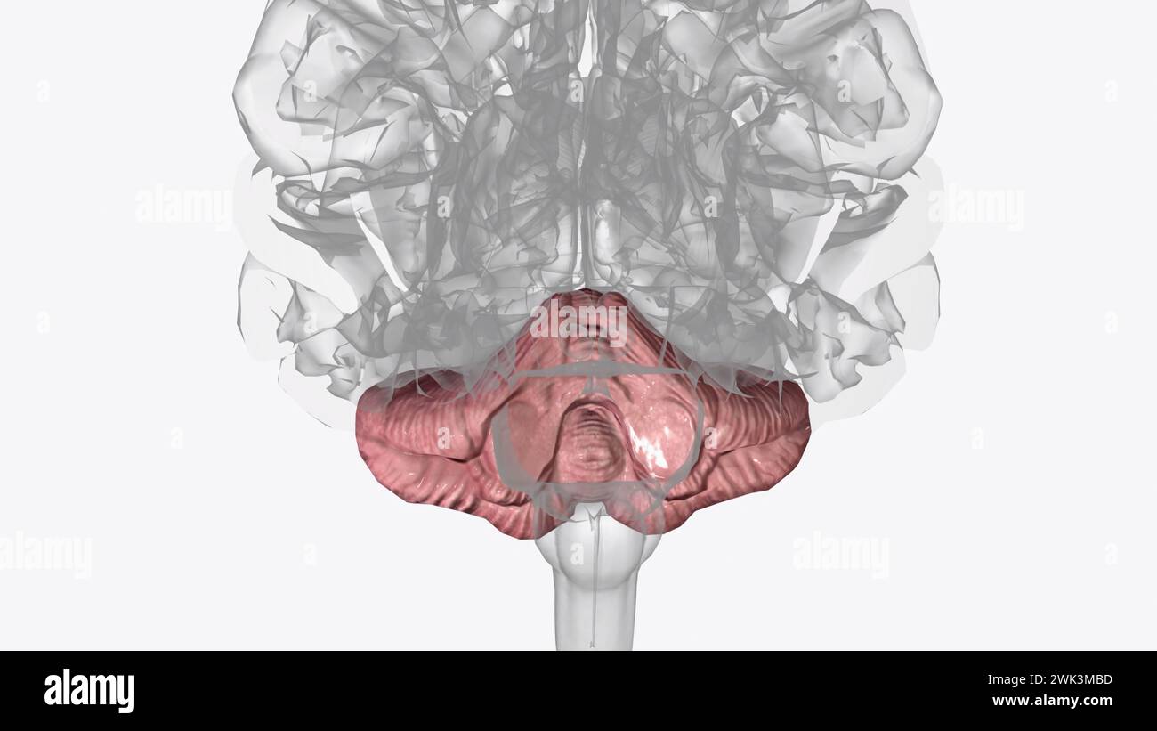 The cerebellum is a major feature of the hindbrain of all vertebrates ...