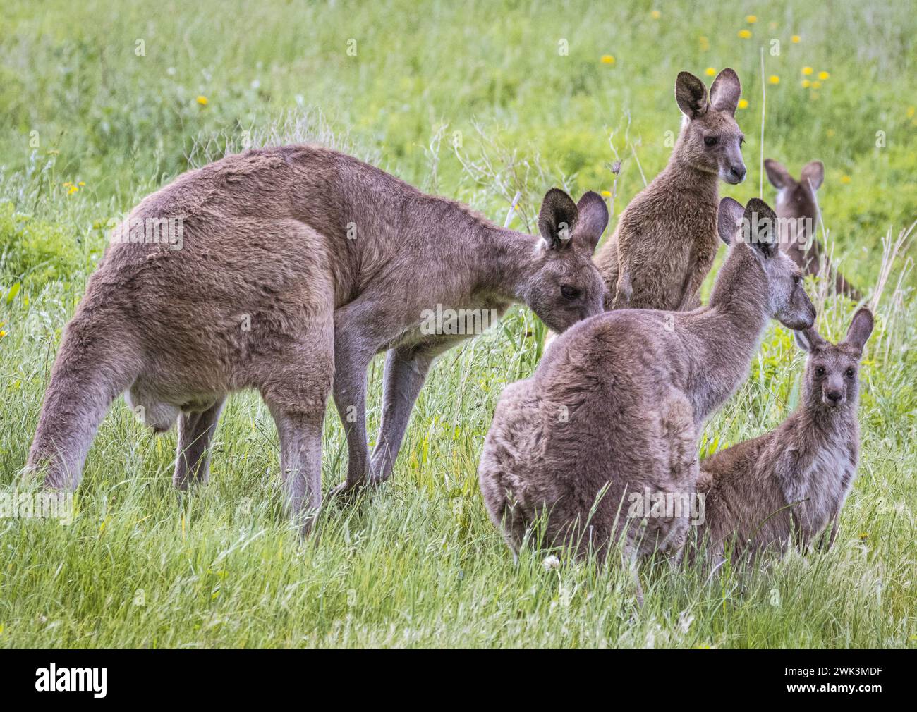 Macropodidae hi-res stock photography and images - Alamy