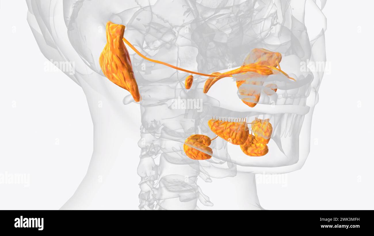 The salivary glands in many vertebrates including mammals are exocrine ...