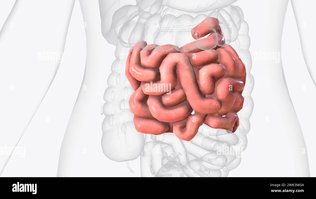 Small intestine endoscopy hi-res stock photography and images - Alamy