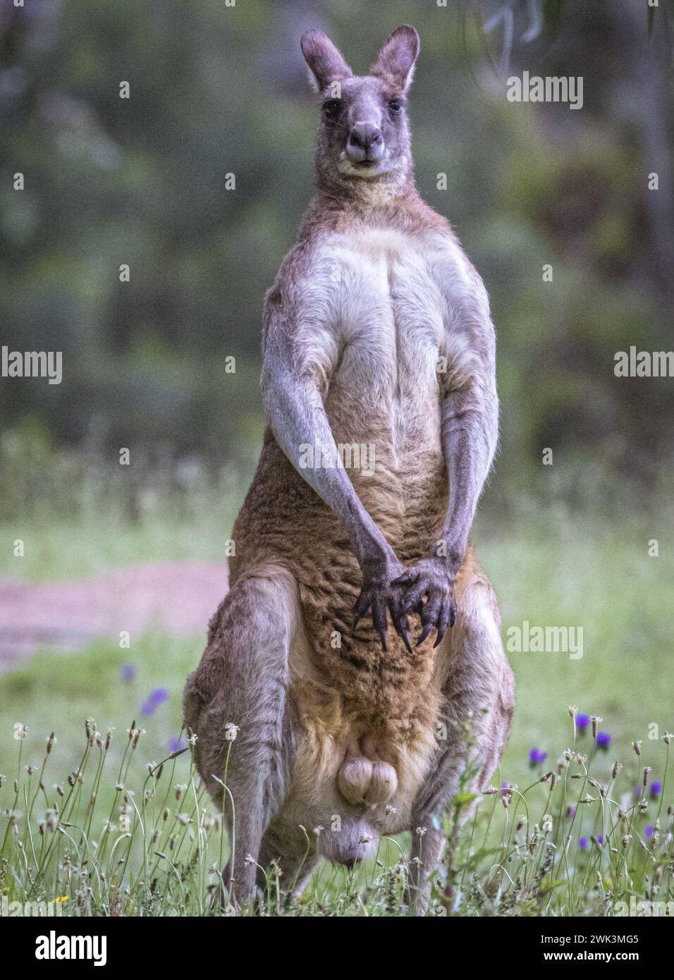 Male Kangaroo (Macropodidae), Australia Stock Photo - Alamy