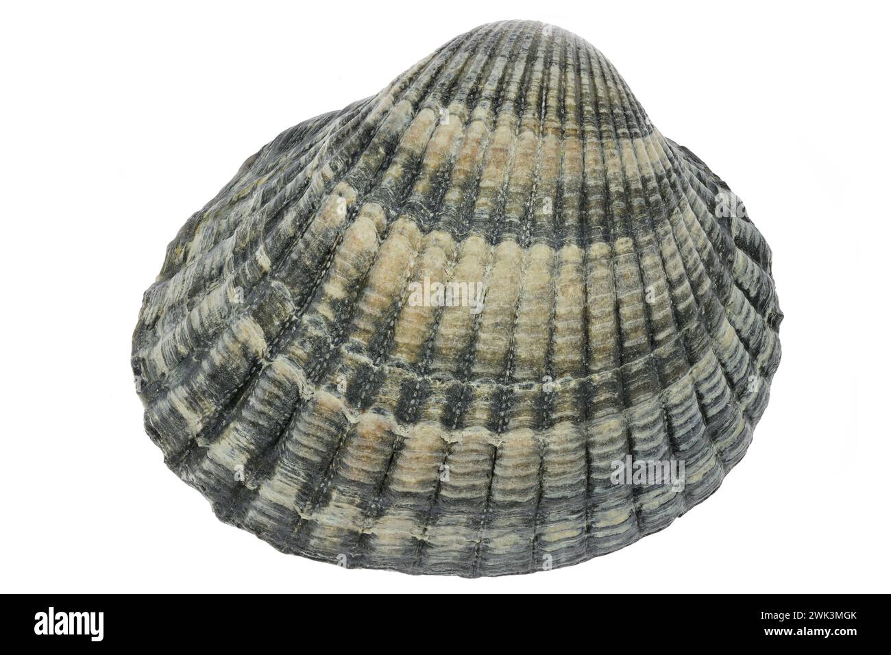 common cockle (Cerastoderma edule) from the Vlissingen, Netherlands ...