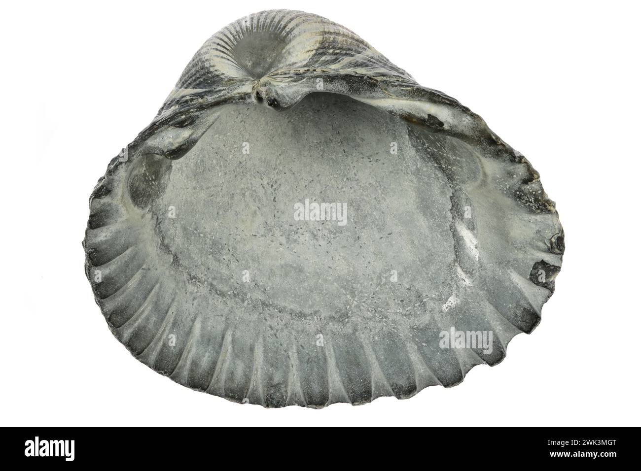 common cockle (Cerastoderma edule) from the Vlissingen, Netherlands ...