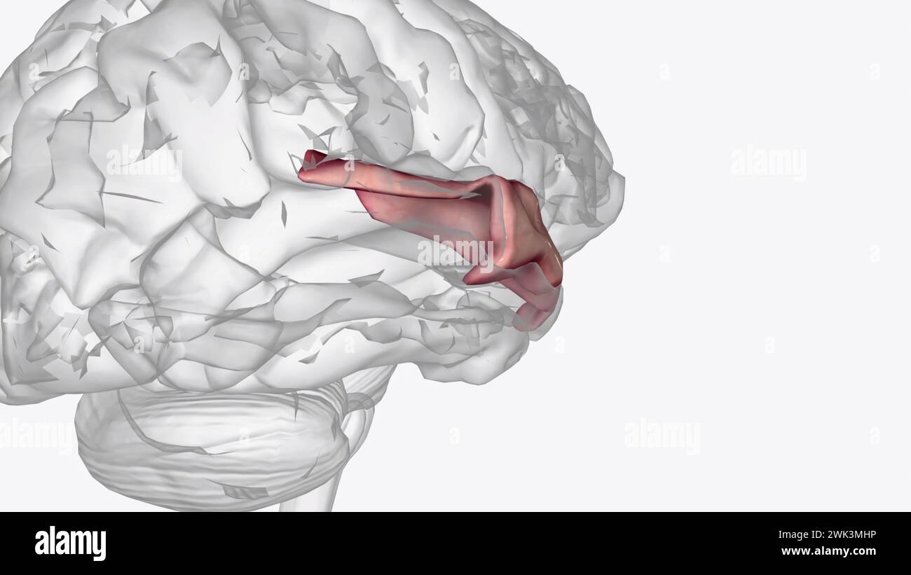 Anterior temporal hi-res stock photography and images - Alamy