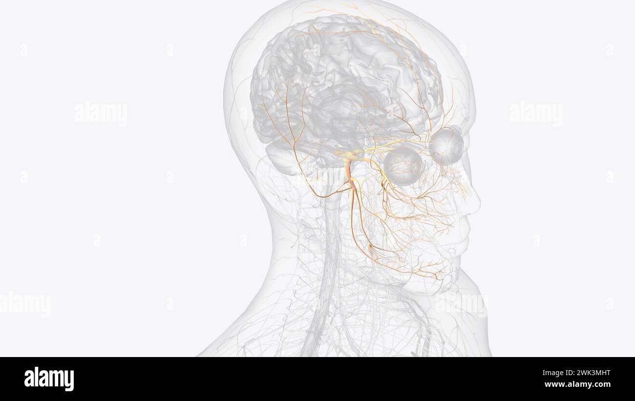 Cranial v hi-res stock photography and images - Alamy