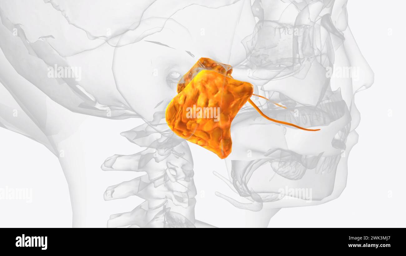 Parotid glands hi-res stock photography and images - Alamy