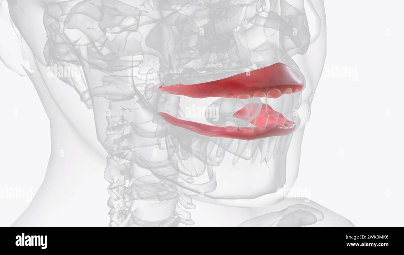 Upper gingiva hi-res stock photography and images - Alamy