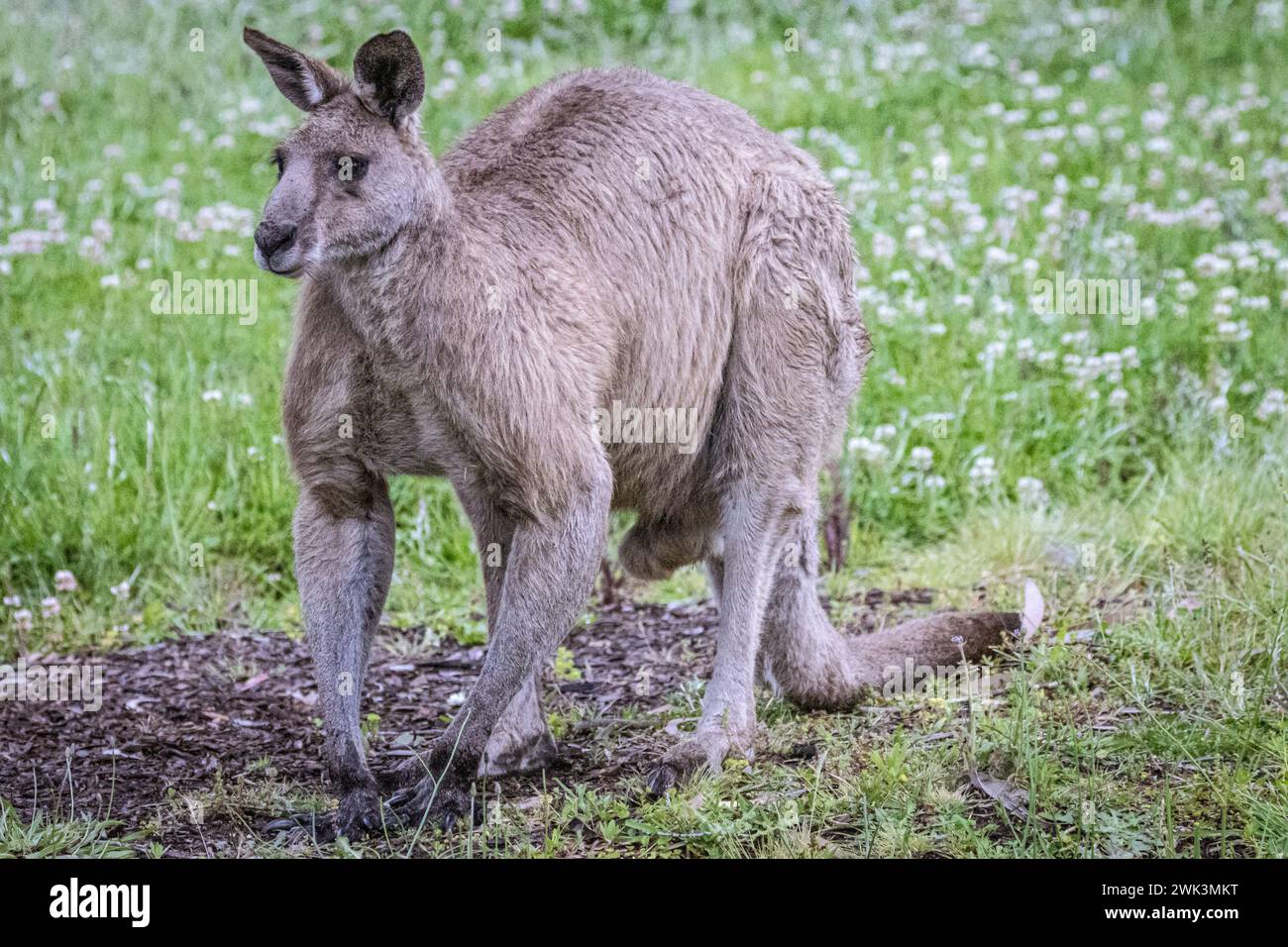 Kangaroo (Macropodidae), Australia Stock Photo - Alamy