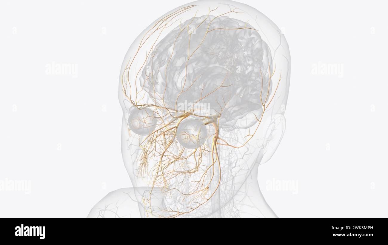 Cranial v hi-res stock photography and images - Alamy