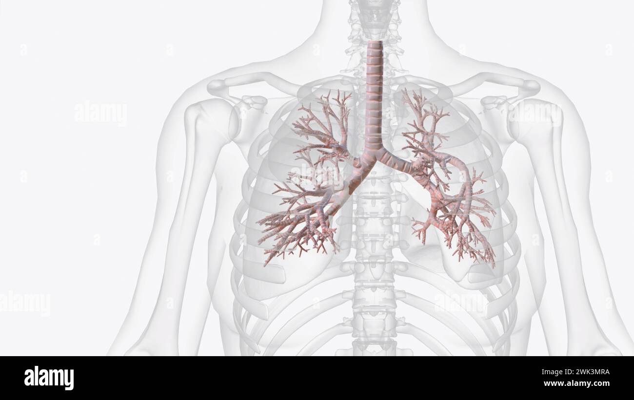 Alveoli structures hi-res stock photography and images - Alamy