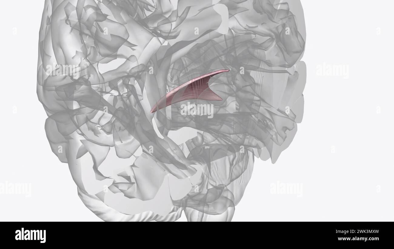 Posterior commissure hi-res stock photography and images - Alamy