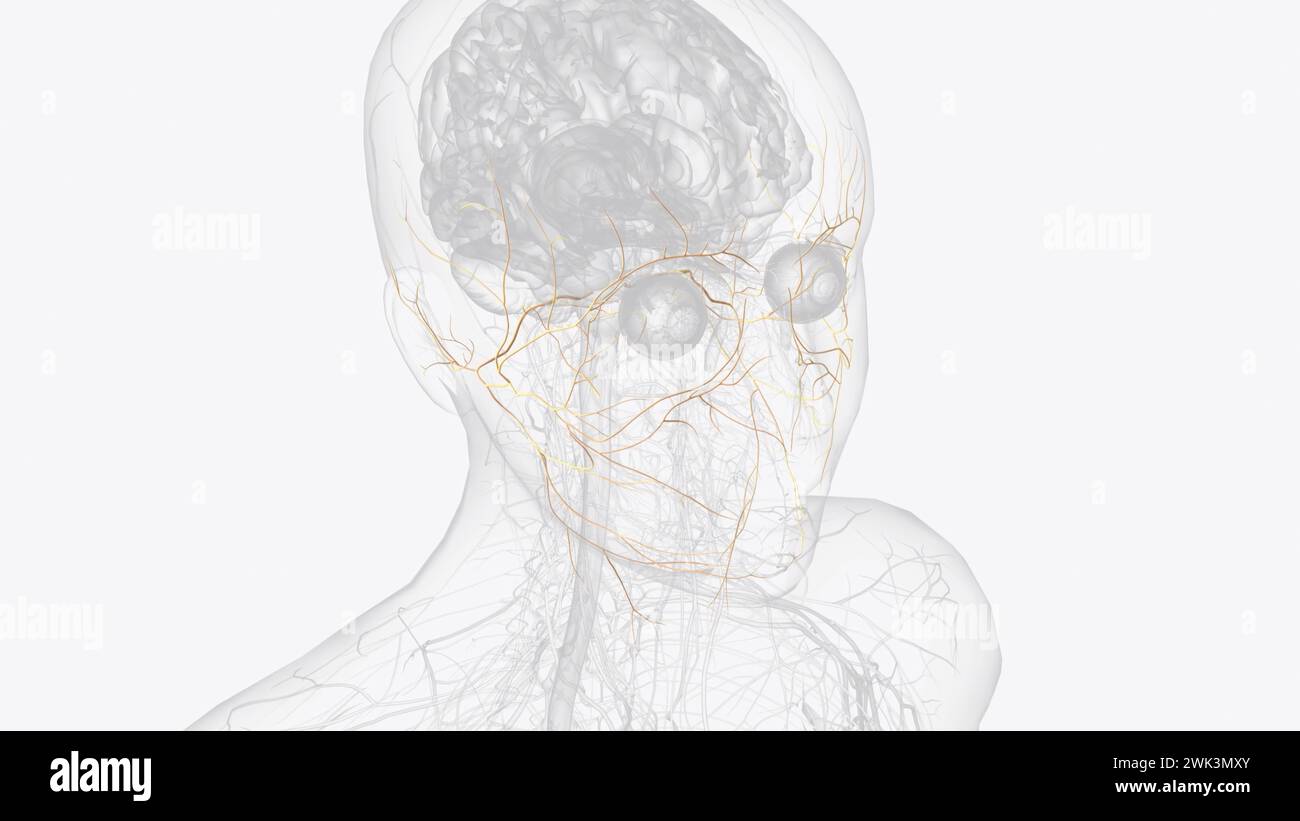 Neural facial expression hi-res stock photography and images - Alamy