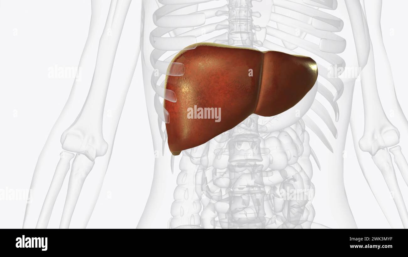 Digestive system functions hi-res stock photography and images - Alamy