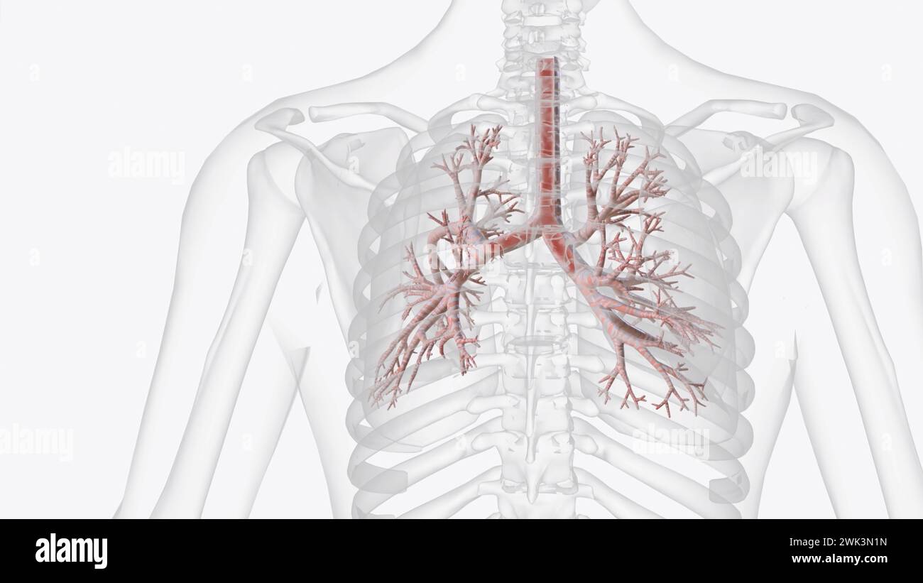 Alveoli structures hi-res stock photography and images - Alamy