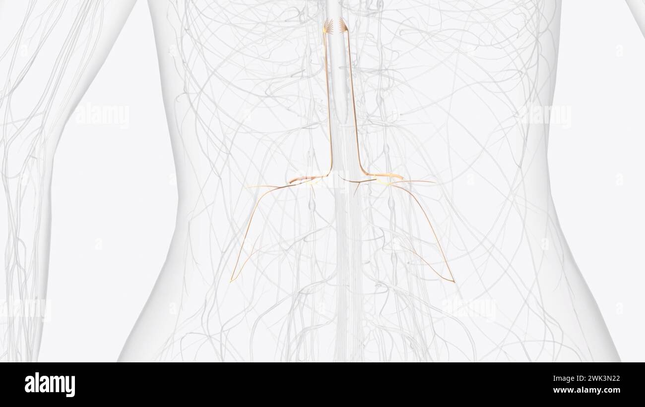 L2, L3 and L4 spinal nerves provide sensation to the front part of your ...