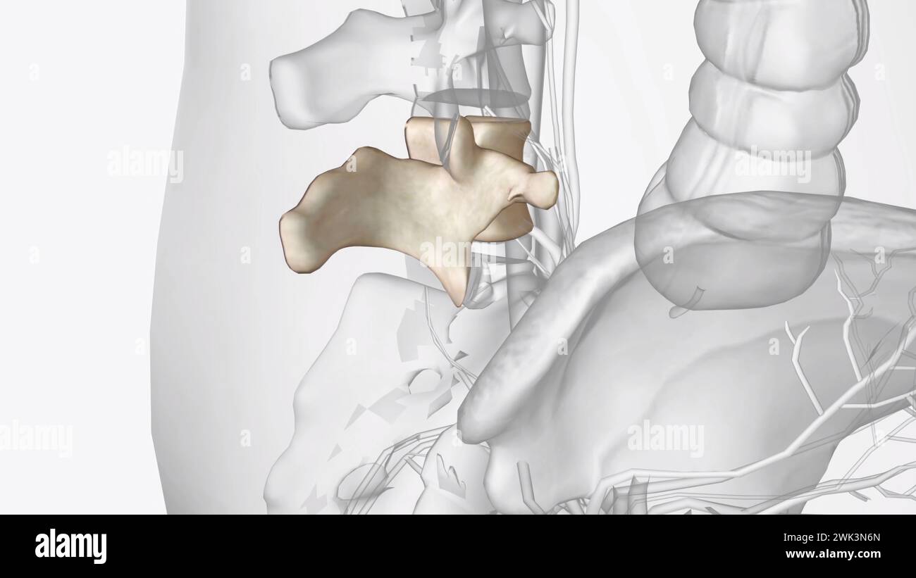 The fifth lumbar spine vertebrae (L5) is part of the greater lumbar ...