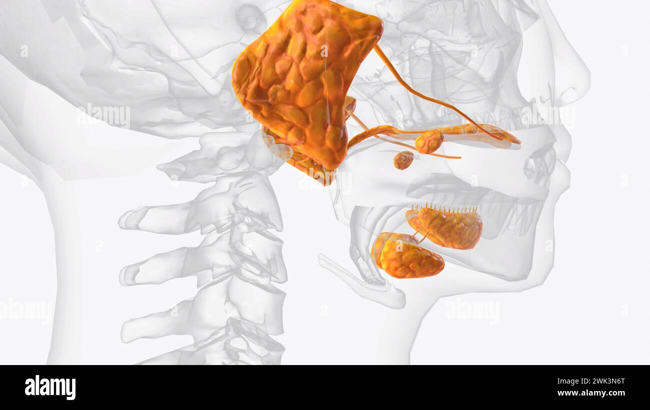 The salivary glands in many vertebrates including mammals are exocrine ...
