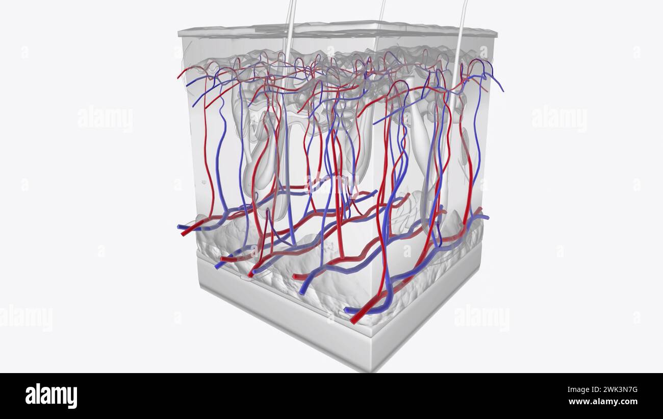 Fenestrated capillary hi-res stock photography and images - Alamy