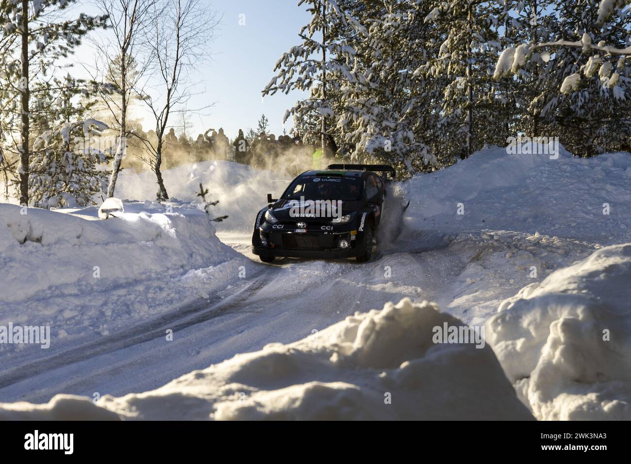 33 EVANS Elfyn, MARTIN Scott, Toyota GR Yaris Rally1, action during the Rally Sweden 2024, 2nd ...