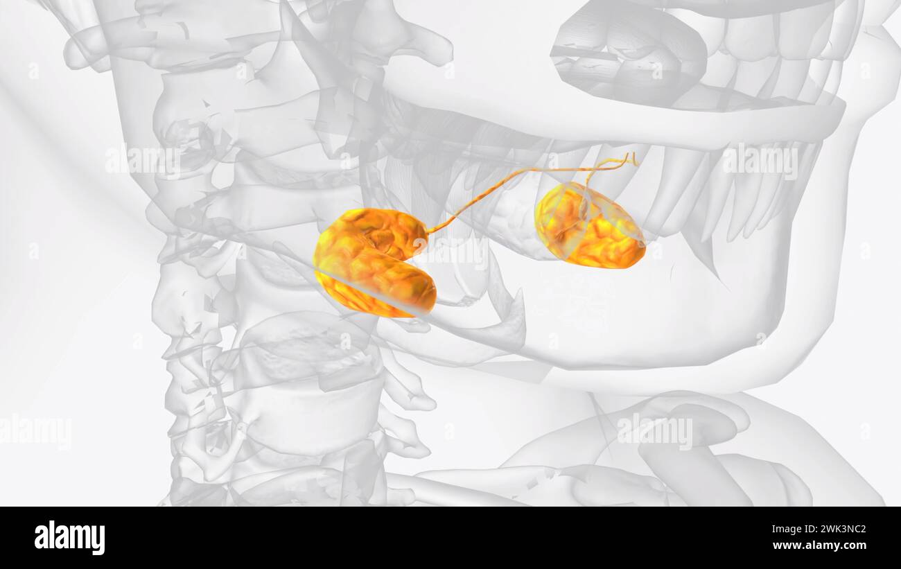 Sublingual glands hi-res stock photography and images - Alamy