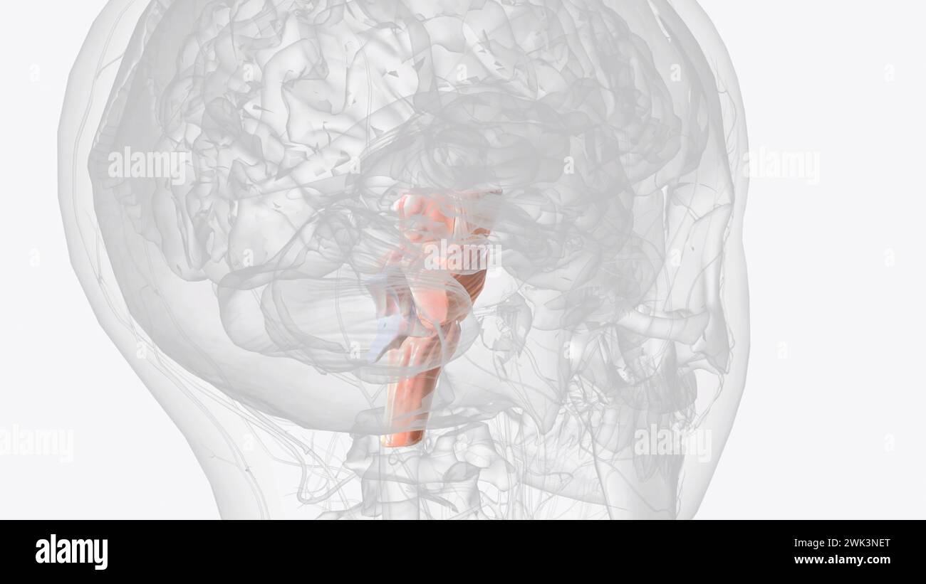 Neurological structures hi-res stock photography and images - Alamy