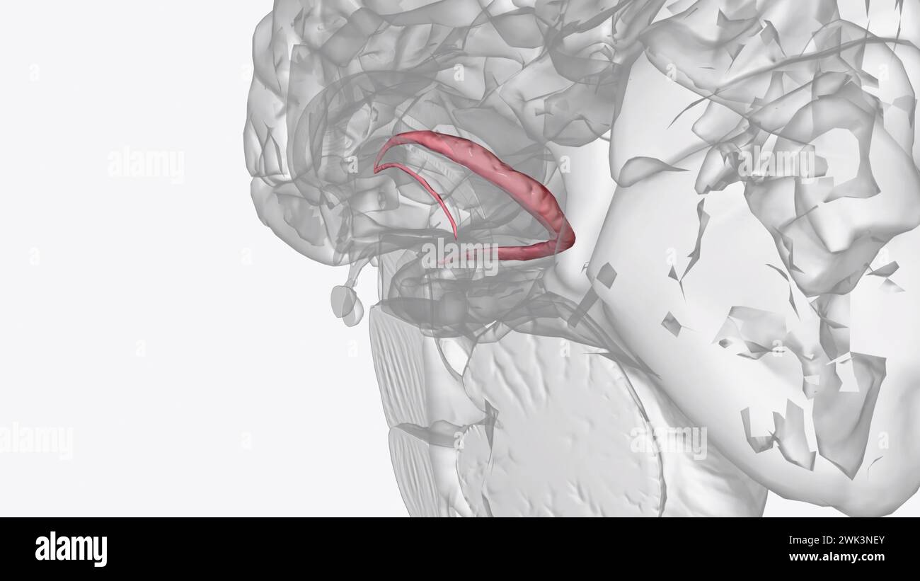 Choroid plexus hi-res stock photography and images - Alamy