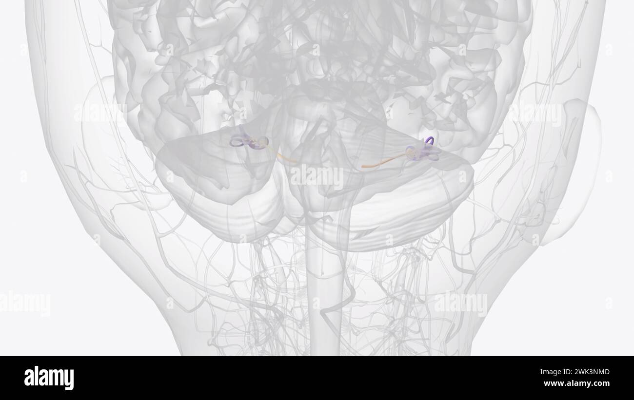 Cranial nerve viii hi-res stock photography and images - Alamy