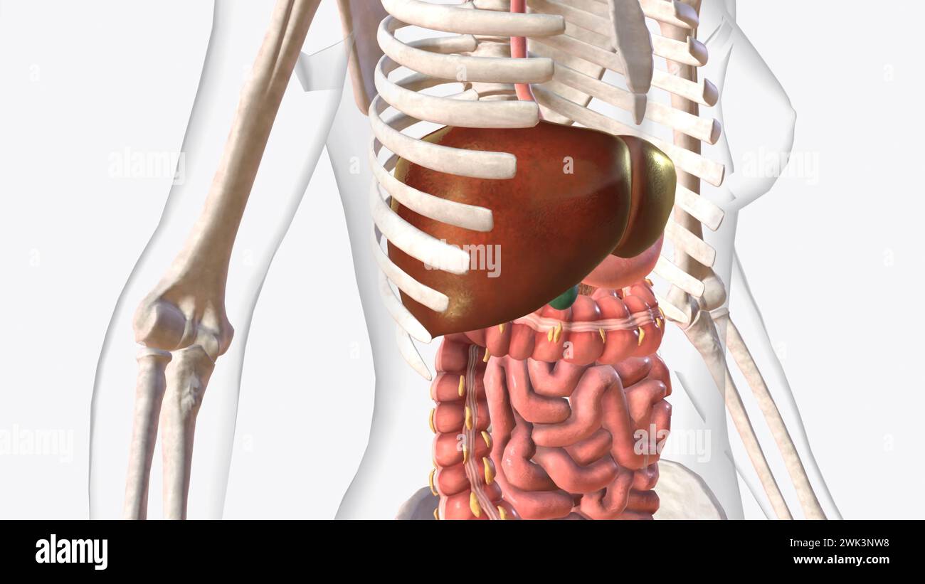 The liver is a large organ in the abdomen that performs many important ...