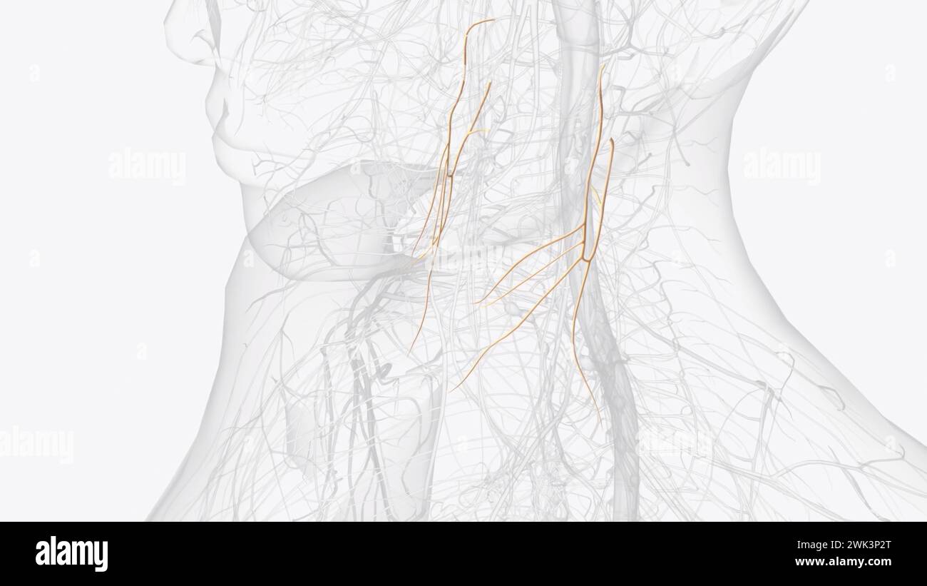 Cervicalis hi-res stock photography and images - Alamy
