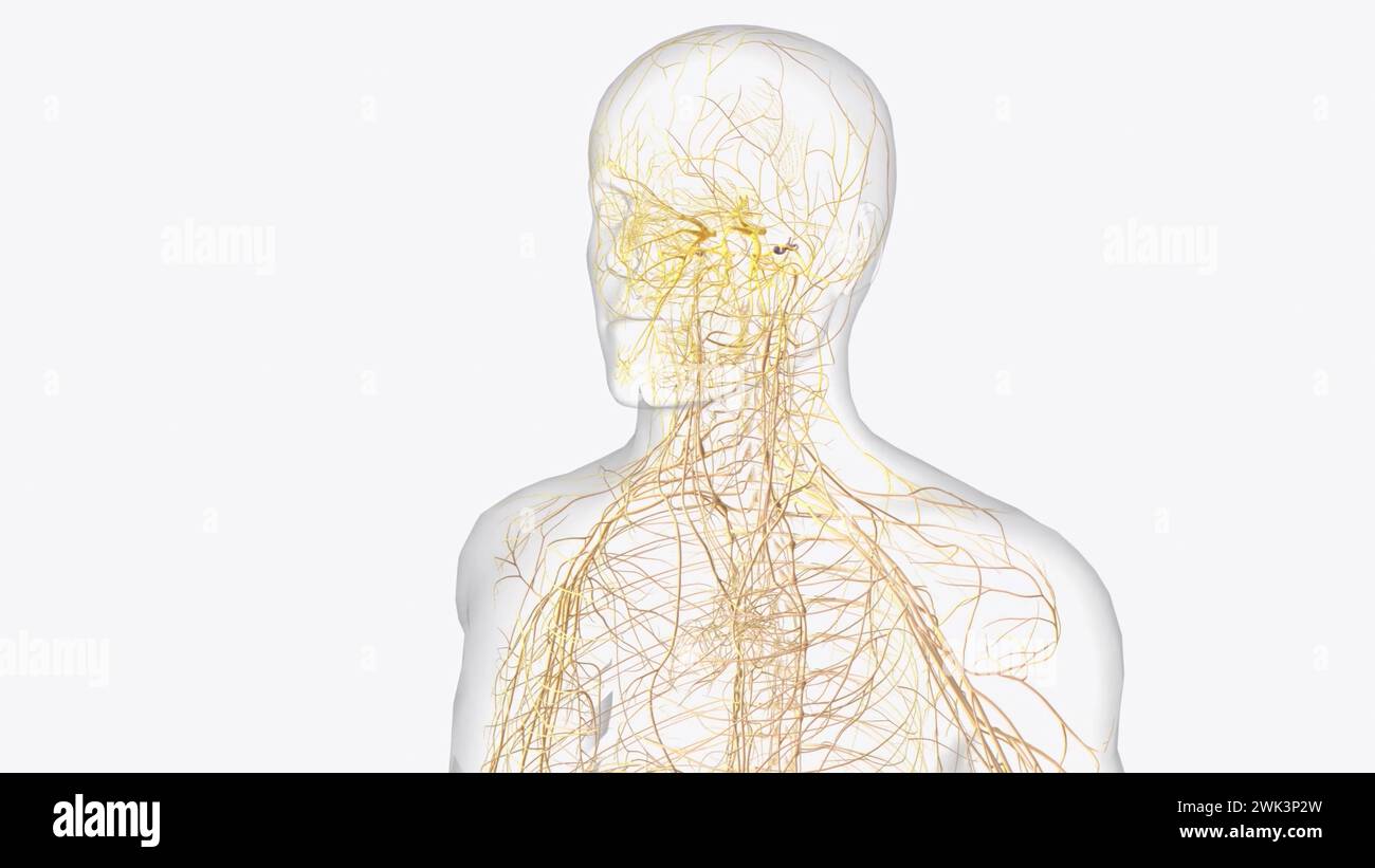 Cranial Nerves I, olfactory, The olfactory nerve carries impulses for ... Cranial Nerves I, olfactory, The olfactory nerve carries impulses for ...
