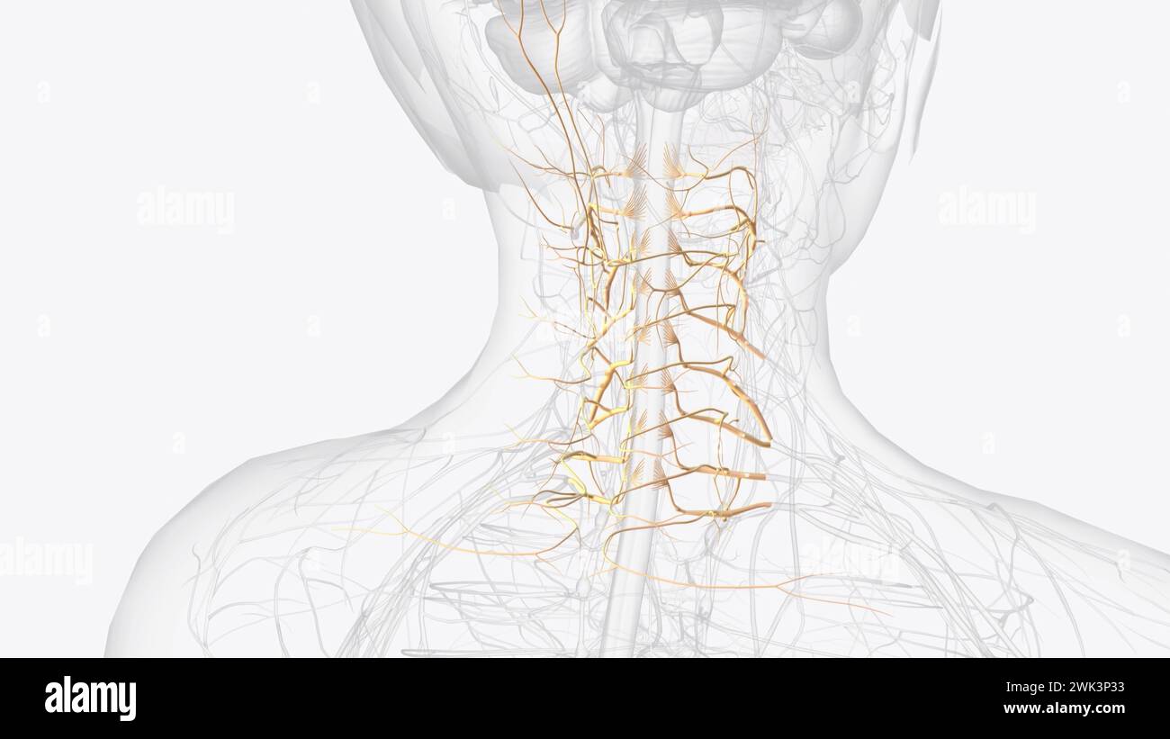 Rootlets hi-res stock photography and images - Alamy