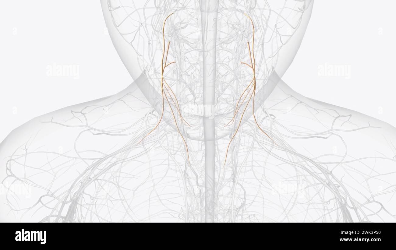 Cervicalis hi-res stock photography and images - Alamy