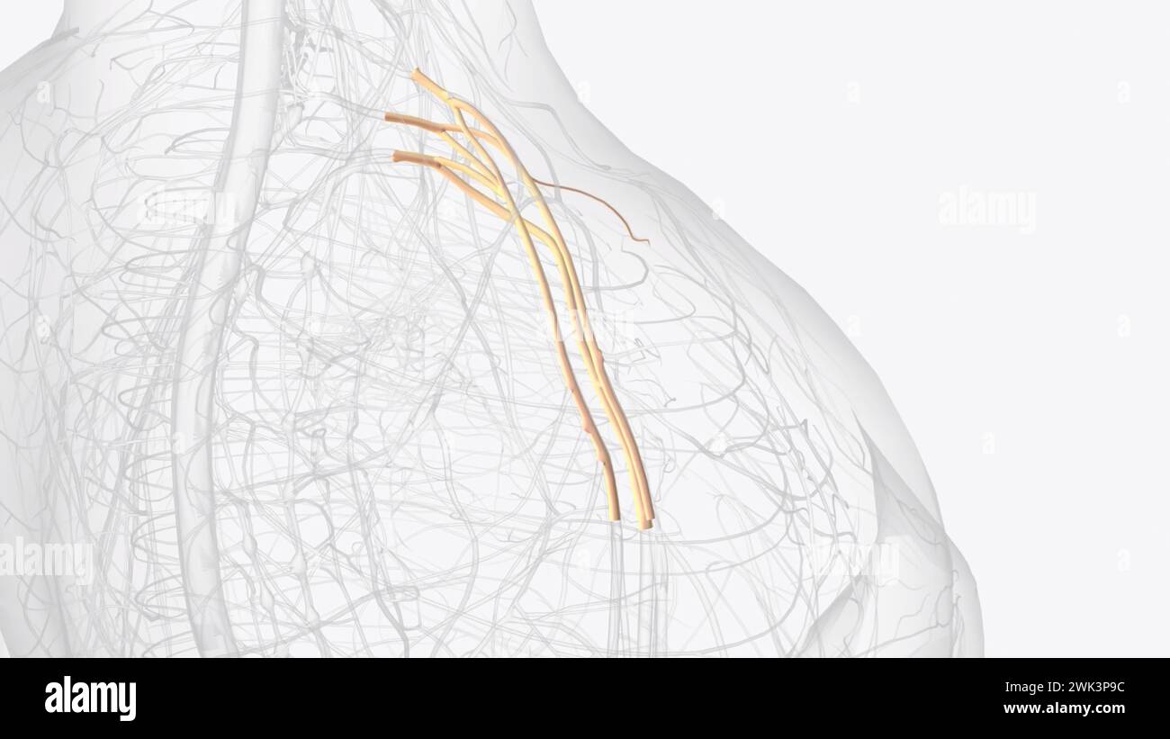 Network of nerves hi-res stock photography and images - Alamy