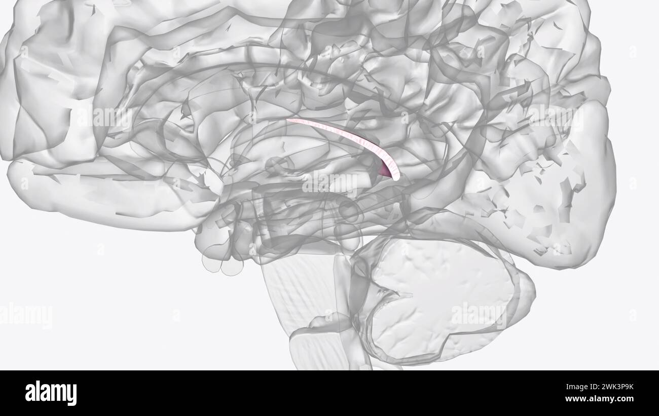 Posterior commissure hi-res stock photography and images - Alamy