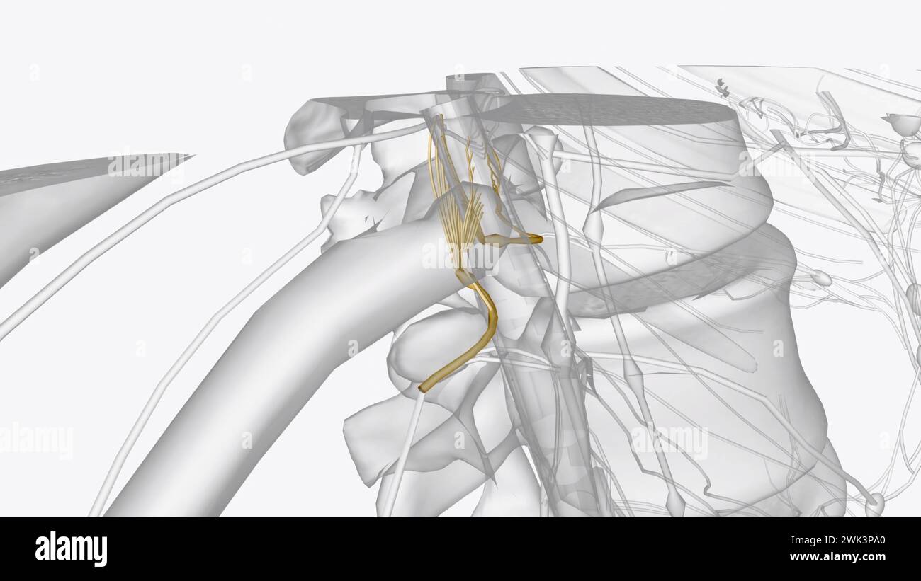 Physiology roots hi-res stock photography and images - Alamy