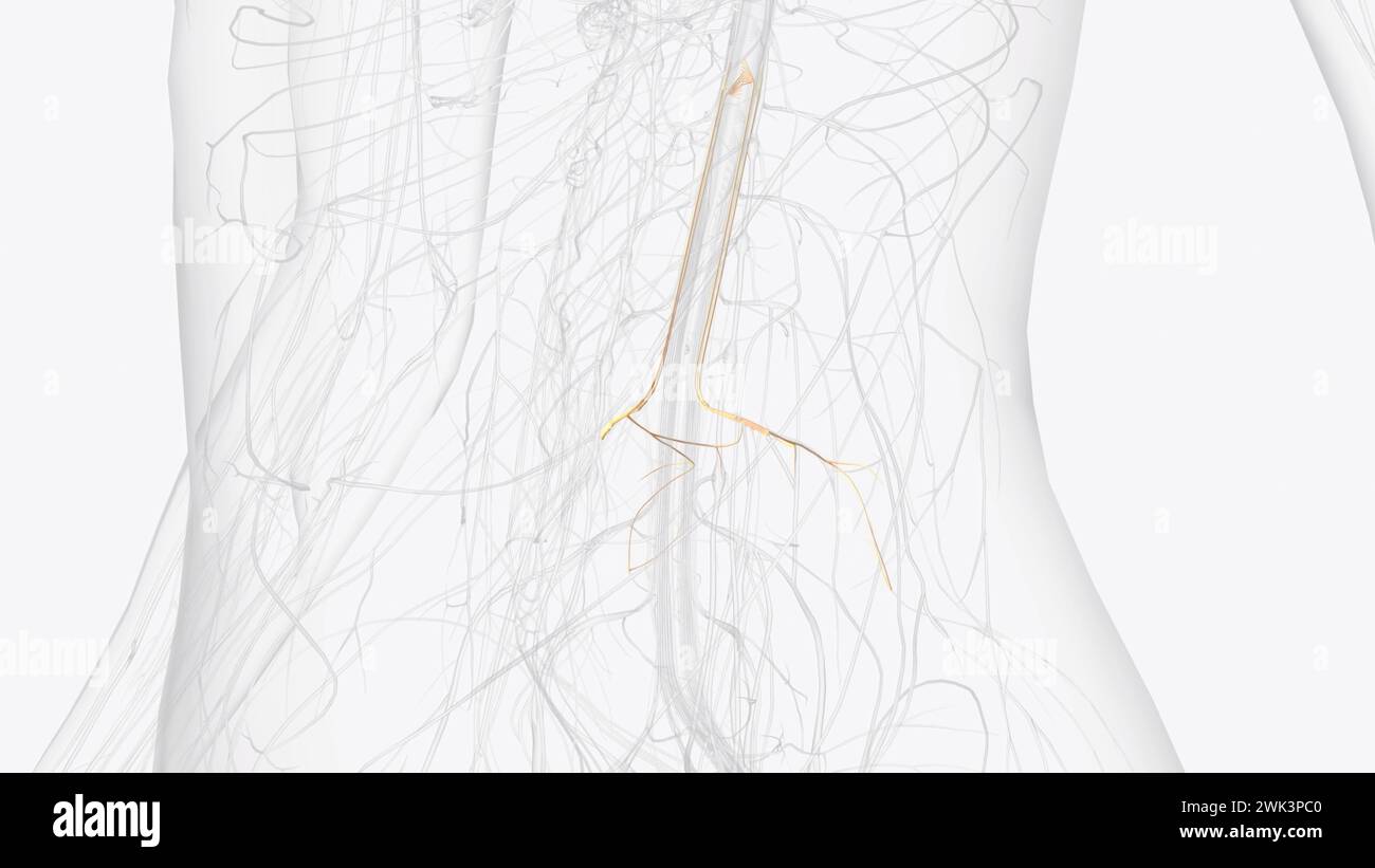 L2, L3 and L4 spinal nerves provide sensation to the front part of your ...