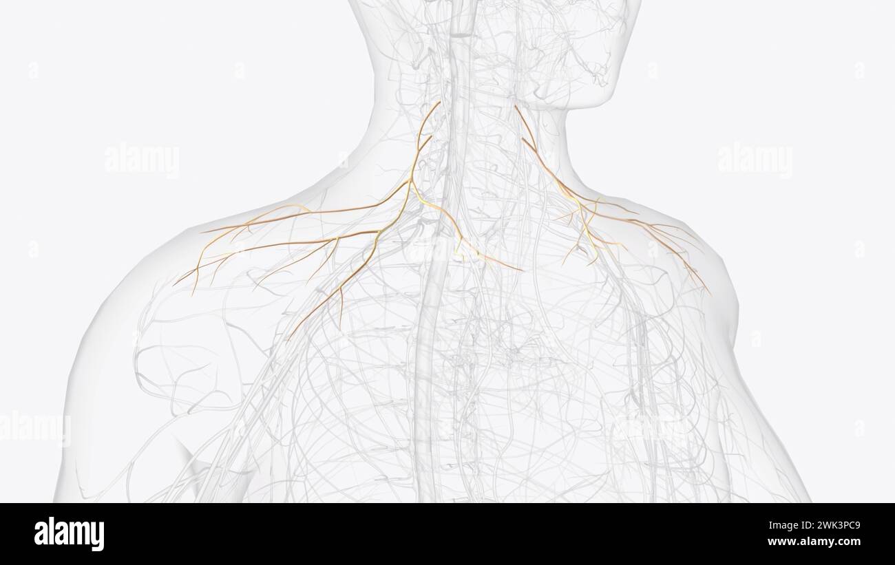 Supraclavicular hi-res stock photography and images - Alamy