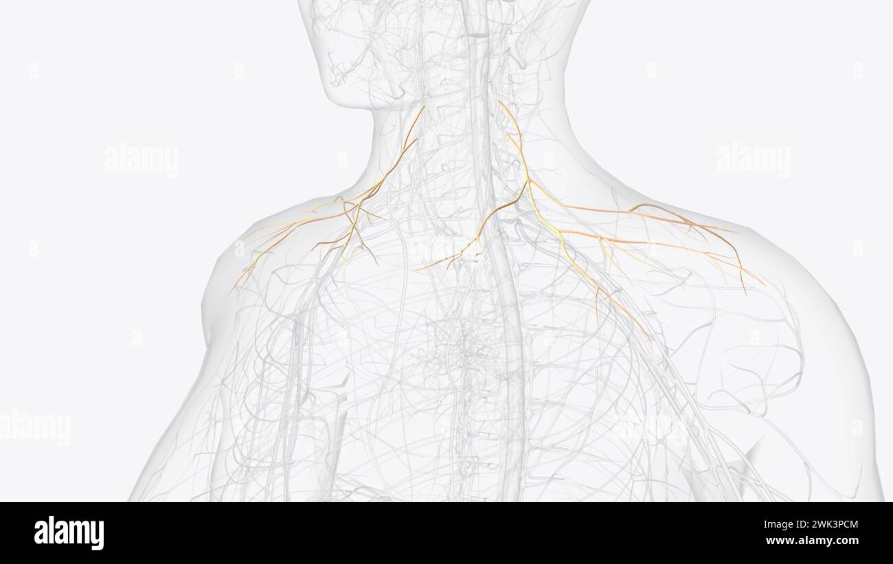 Supraclavicular hi-res stock photography and images - Alamy