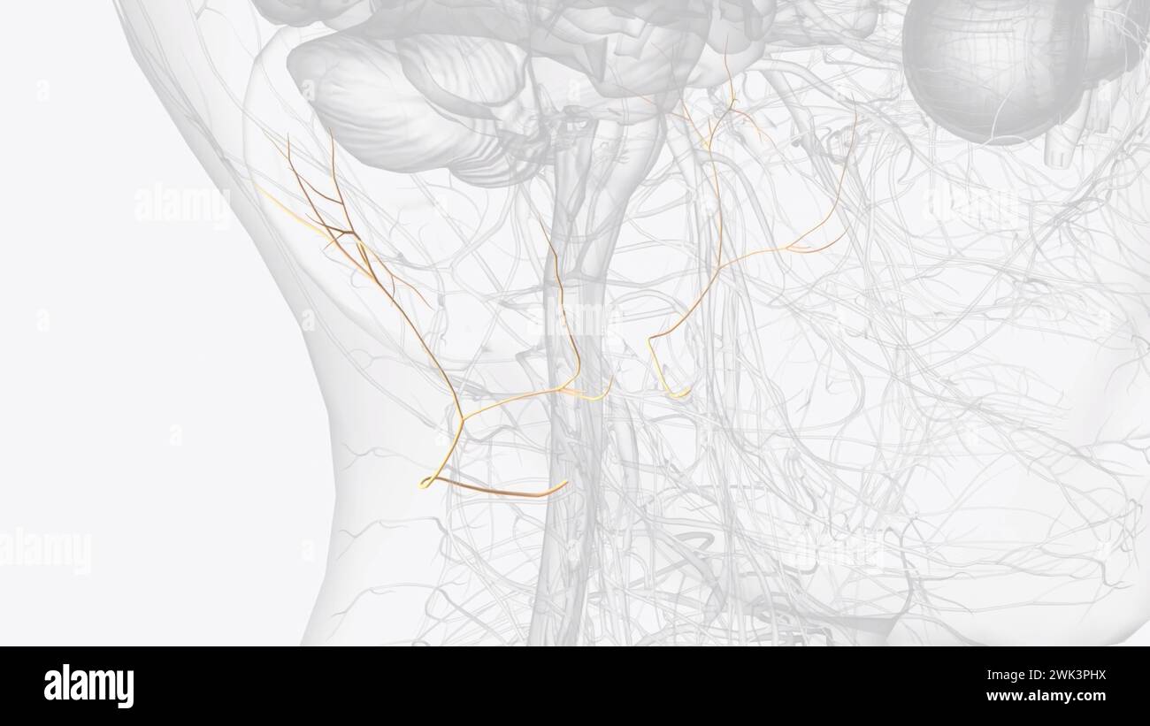 Great auricular nerve hi-res stock photography and images - Alamy