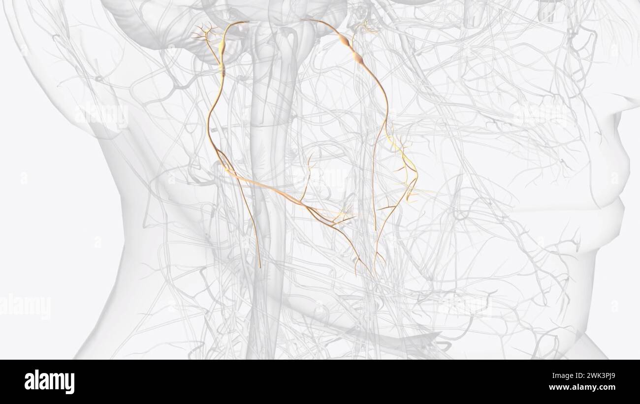 Cranial nerve ix hi-res stock photography and images - Alamy
