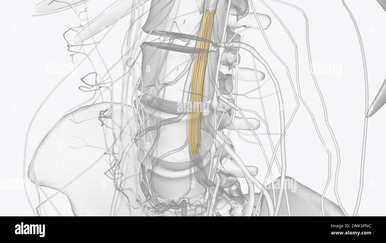 Cauda equina anatomy hi-res stock photography and images - Alamy